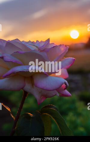 Rose buds in morning sunlight Stock Photo - Alamy