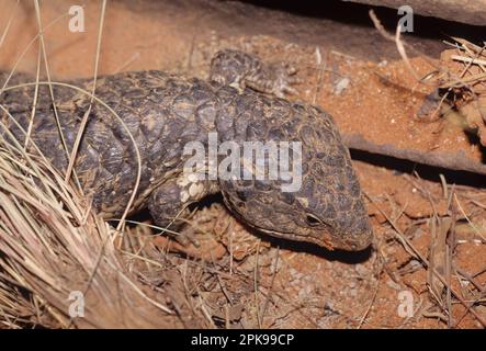 Tiliqua rugosa, most commonly known as the shingleback skink or bobtail ...