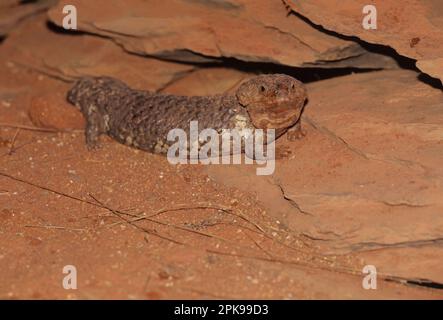 Tiliqua rugosa, most commonly known as the shingleback skink or bobtail ...
