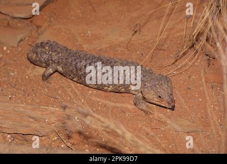 Tiliqua rugosa, most commonly known as the shingleback skink or bobtail ...