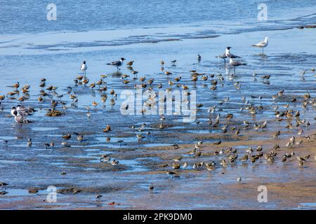 Shorebirds feeding on horseshoe crab eggs during spring migration on ...