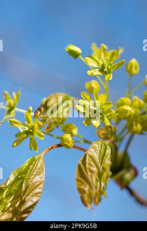 Italy, Lombardy, Norway Maple, Acer Platanoides, Flowering Stock Photo ...