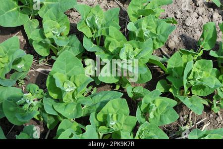 Garden Orach Atriplex hortensis, green amaranth with leaves, flowers ...