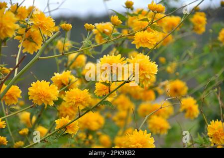 Kerria japonica bush blooms in the garden in spring Stock Photo - Alamy