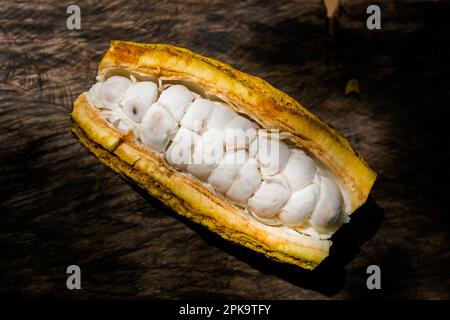 Fresh tasty cocoa fruit Agua Azul cascades park in Palenque, Mexico ...