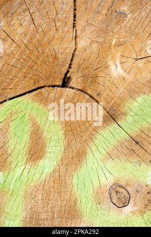 Tree slice with drying cracks Stock Photo - Alamy
