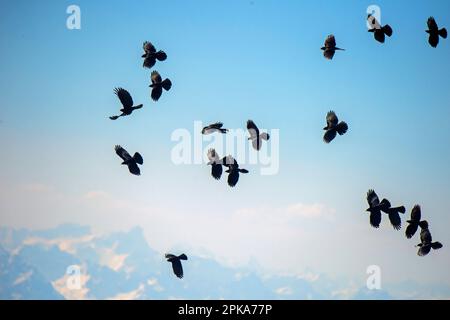 Alpine chough in flight Stock Photo - Alamy