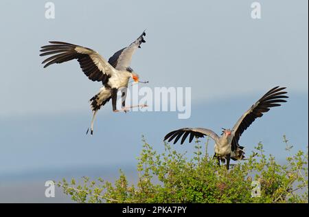 male Secretary bird (Sagittarius serpentarius) flies to nest, Maasai ...
