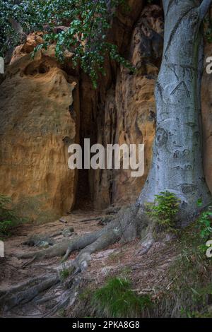 Root of tree at Bohemian Switzerland - Elbe Sandstone Mountains near ...