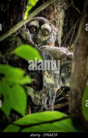 Peruvian Night Monkey (Douroucoulis) in the Amazon Rainforest Stock ...