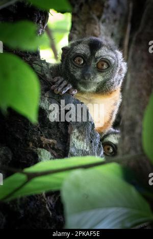 Night Monkeys (Aotus) n the Peruvian Amazon Stock Photo - Alamy