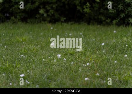 Hail during thunderstorm in Garmisch-Partenkirchen, Bavaria, Germany ...