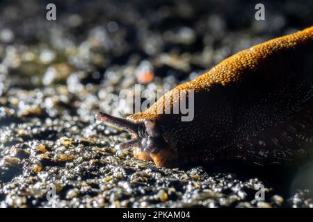 Brown spanish slug hurrying over asphalt Stock Photo - Alamy