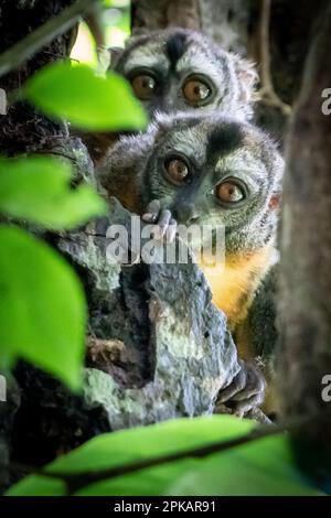 Peruvian Night Monkey (Douroucoulis) in the Amazon Rainforest Stock ...