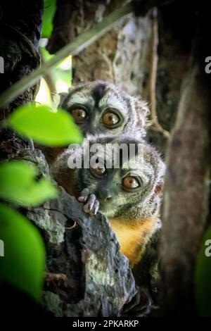 Night Monkeys (Aotus) n the Peruvian Amazon Stock Photo - Alamy