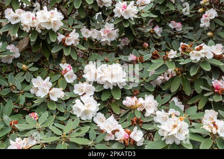 Pinky white flowers or blooms of the evergreen shrub Rhododendron ...