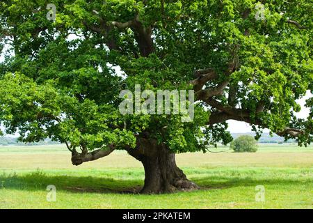 Old oak tree at the edge of the marsh in summer, Cotentin Peninsula ...