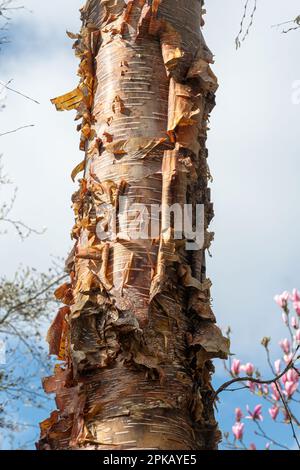 Betula sp Betula sp Stock Photo - Alamy