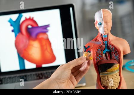 Anatomical mannequin for teaching human organs Stock Photo - Alamy