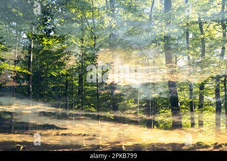 Double exposures summer forest and grass and sunset Stock Photo - Alamy