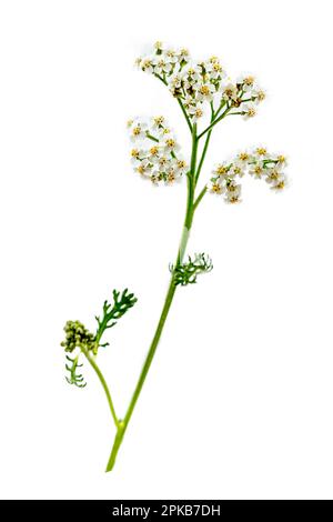 Branch of achilles millefolium (achillea millefolium) hard flowering ...