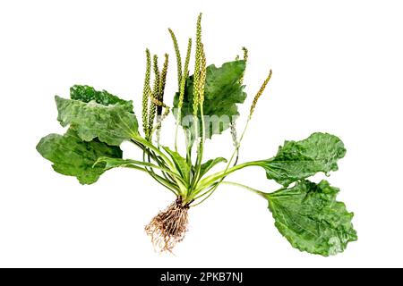 Large plantain (plantago major, plantago lanceolata) whole plant with ...