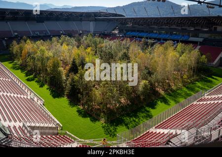 This captivating image displays a lush forest growing in the stands of ...