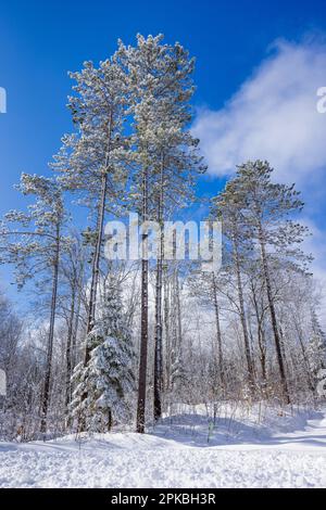 Winter in the Chequamegon National Forest in northern Wisconsin Stock ...