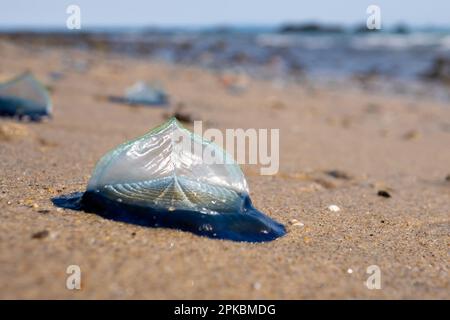 Velella velella, also known as by-the-wind-sailors, on the beach in ...