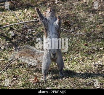 Backyard Eastern Grey squirrels Stock Photo - Alamy