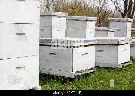 Many white bee hives at apiary outdoors Stock Photo - Alamy
