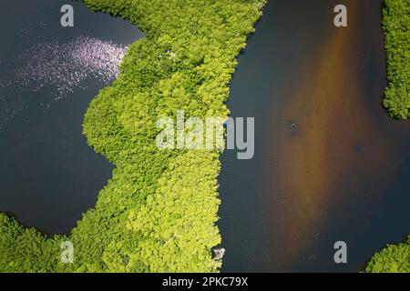 Overhead view of Everglades swamp with green vegetation between water ...