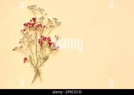 Beige blooming gypsophila flowers with natural blur background fragile ...