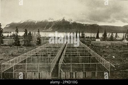 Arctic Fox, Aleutian Islands, Alaska Stock Photo - Alamy