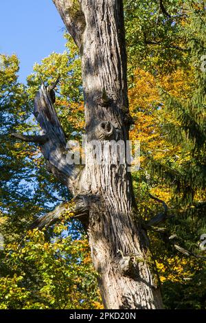 Old tree foliage colouring in autumn Stock Photo - Alamy