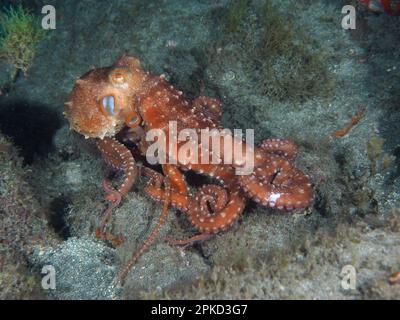 White spotted octopus (Callistoctopus Octopus macropus) at night. Dive ...