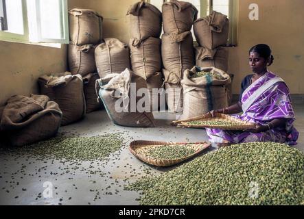 Winnowing and cleaning the cardamom at Bodinayakanur, Tamil Nadu, India ...