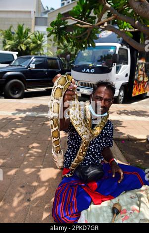 Snake charmer with python, Colombo, Sri Lanka Stock Photo - Alamy