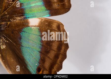 dettaglio delle ali delle colorate farfalle tropicali, macro di ali di ...