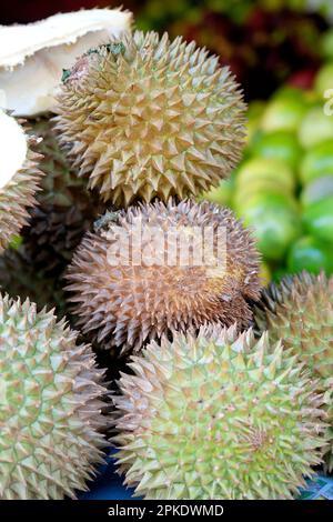 group of durian fruit, Thai fruit Stock Photo - Alamy