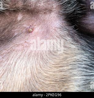 close-up photo of a dog skin with hot-spot Stock Photo - Alamy