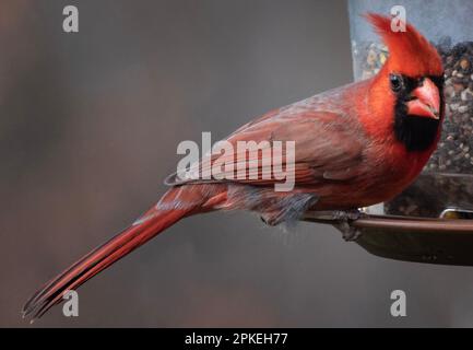 Northern Cardinal feeding on the bird feeder Stock Photo - Alamy