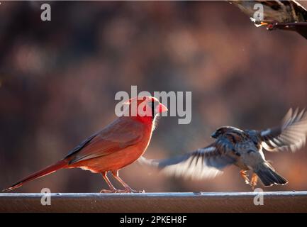 Bird flies past a Northern Cardinal on the deck Stock Photo - Alamy