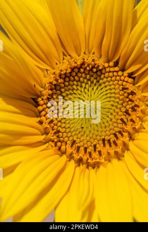 Sunflowers growing in a field of sunflowers during sunset Stock Photo ...