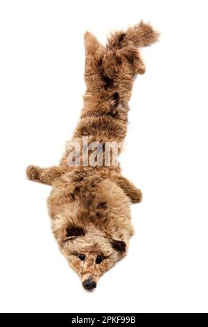 Red Fox Stuffed Animal at the Natural History Museum in Haines, Alaska ...