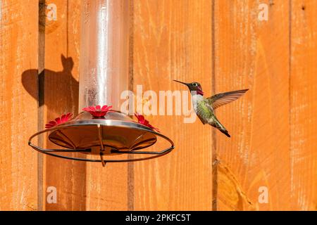 A closeup shot of a beautiful hummingbird flying to drink from flowers ...