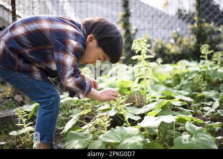 Brothers observing plants in the garden and taking pictures with their ...