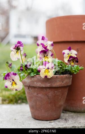 Beutiful flowering Pansy Trailing in a traditional ceramic pot Stock ...