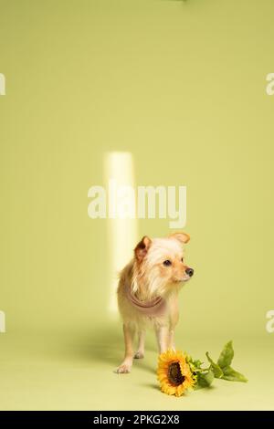 Dog photography at the studio with creative lighting Stock Photo - Alamy