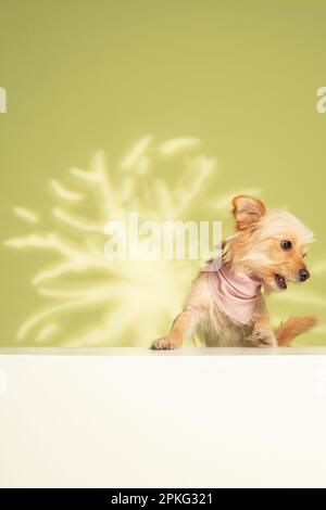Dog photography at the studio with creative lighting Stock Photo - Alamy